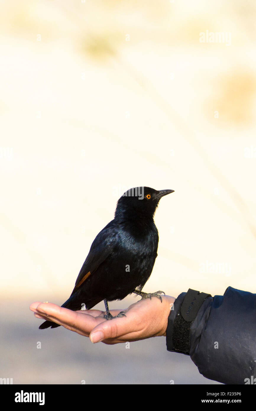 Pale-winged Starling in hand Stock Photo - Alamy