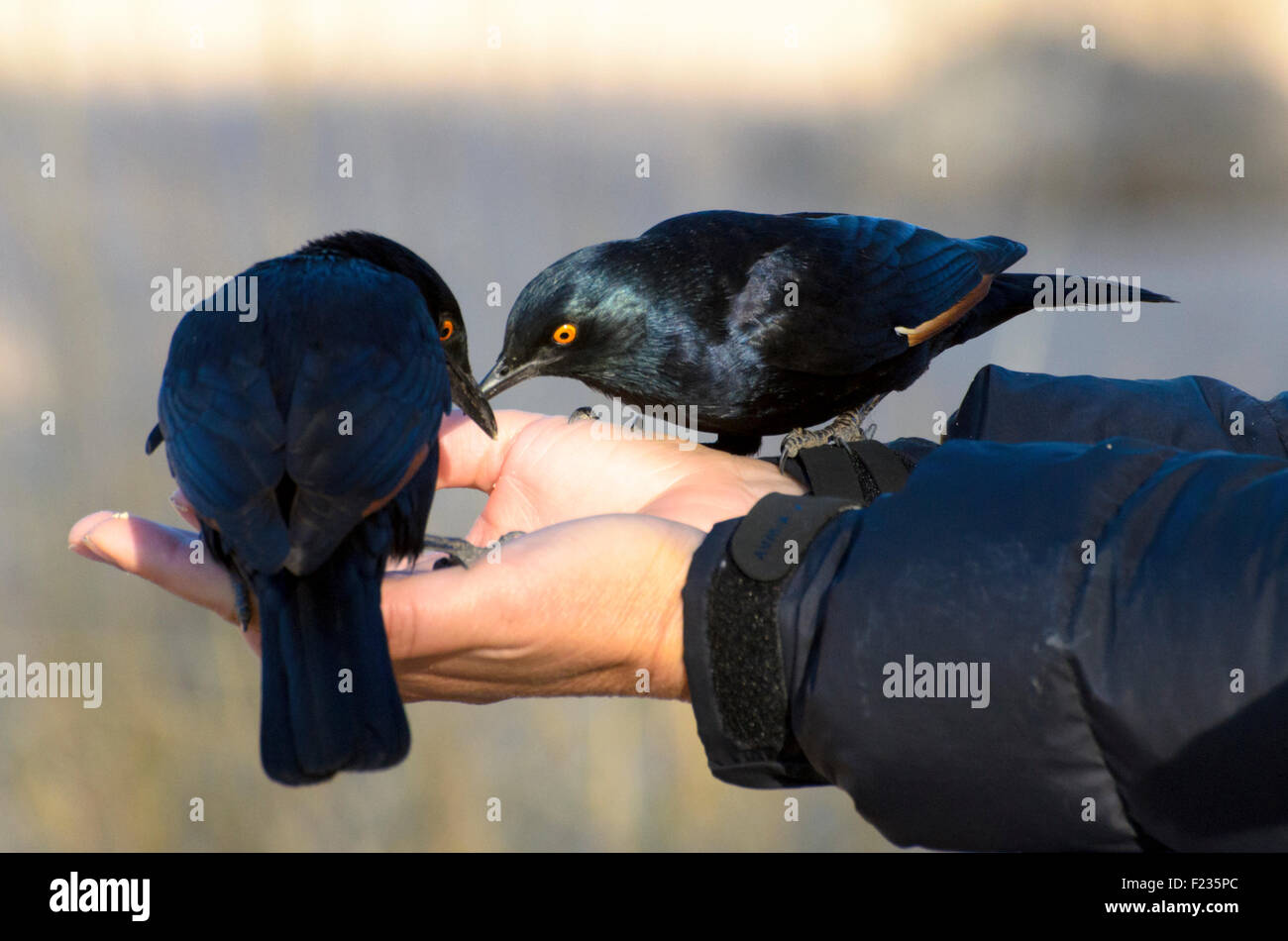 Pale winged starlings hi-res stock photography and images - Alamy