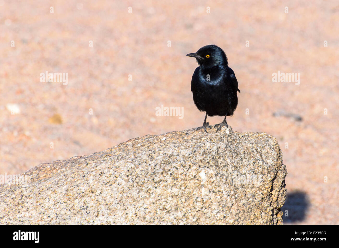 Pale winged starling hi-res stock photography and images - Alamy