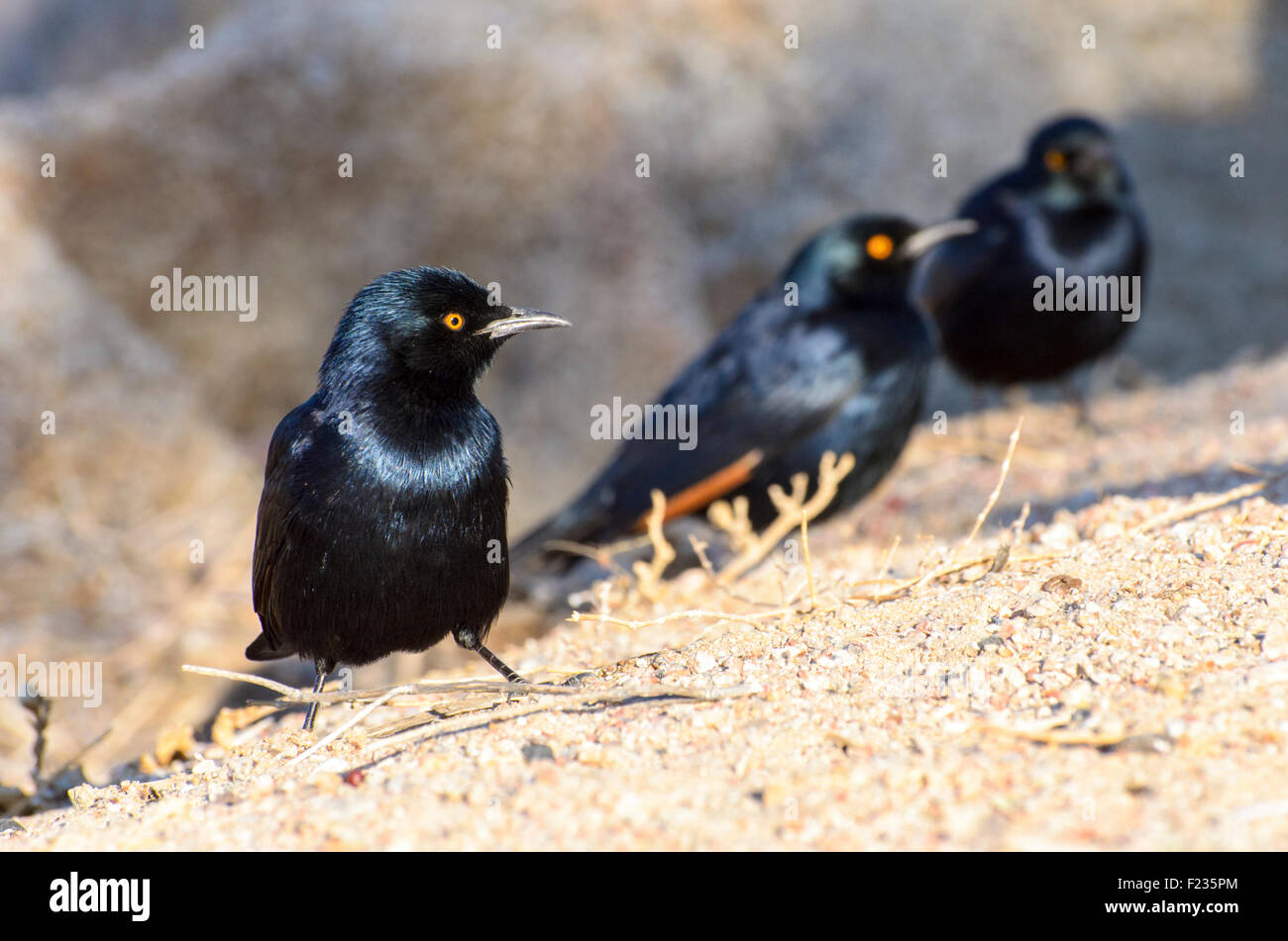 Pale winged starlings hi-res stock photography and images - Alamy