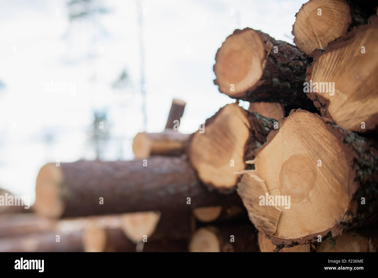 Timber Felling High Resolution Stock Photography and Images - Alamy
