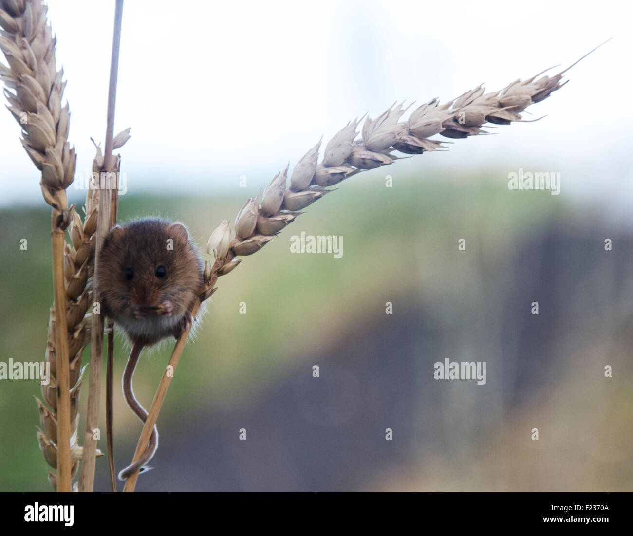 Little harvest mouse hi-res stock photography and images - Alamy