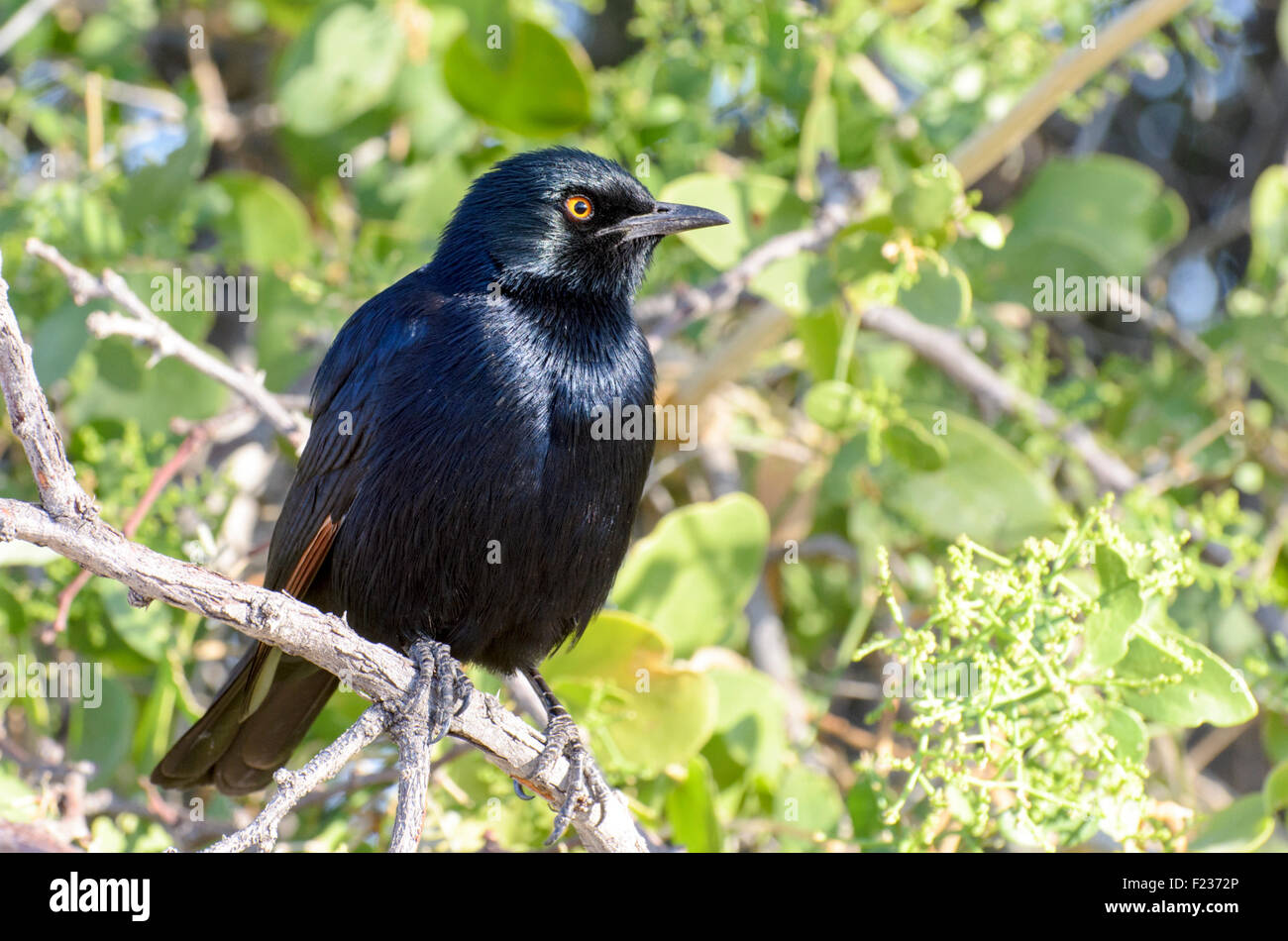 Pale-winged Starling in tree Stock Photo - Alamy