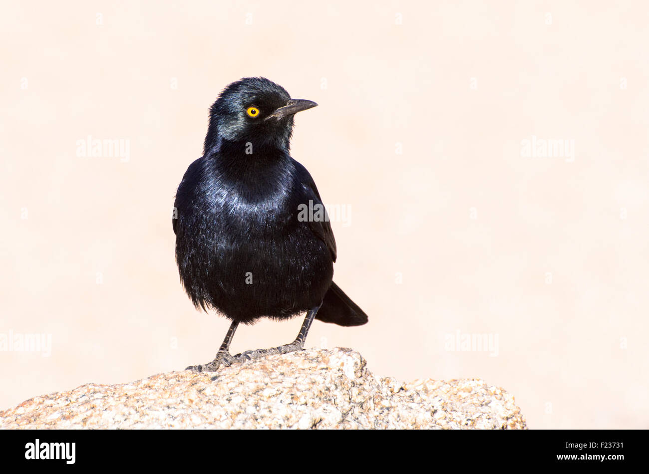 Pale winged starling hi-res stock photography and images - Alamy