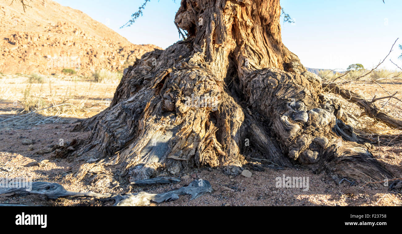 Kameeldoring High Resolution Stock Photography and Images - Alamy