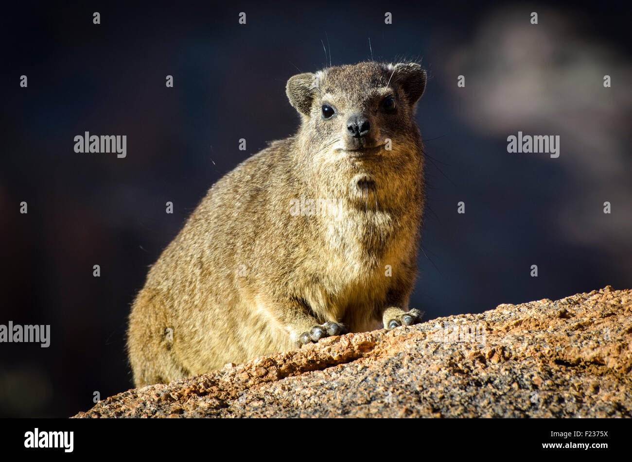 Dassie hi-res stock photography and images - Alamy