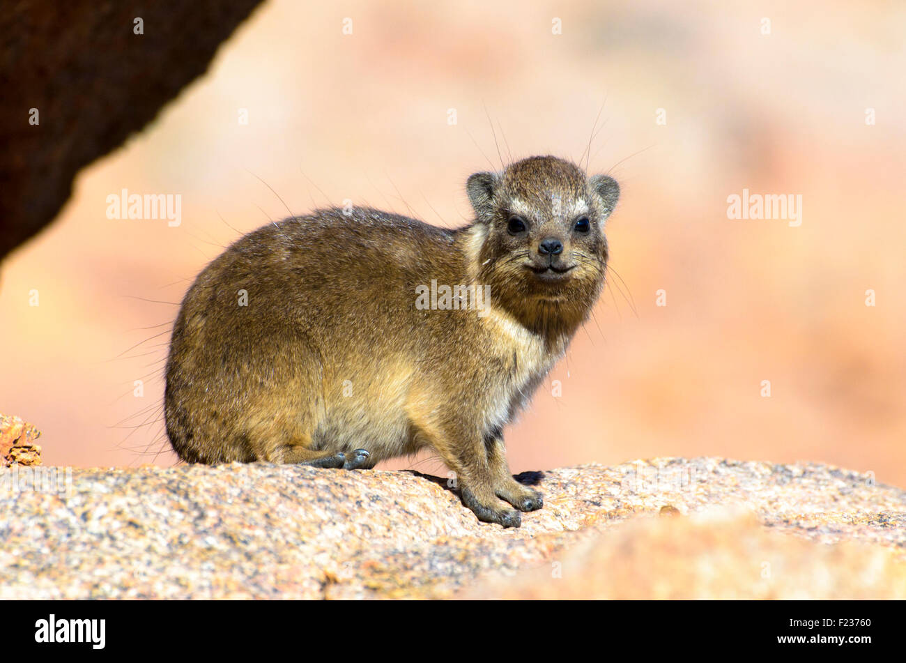 Dassie hi-res stock photography and images - Alamy