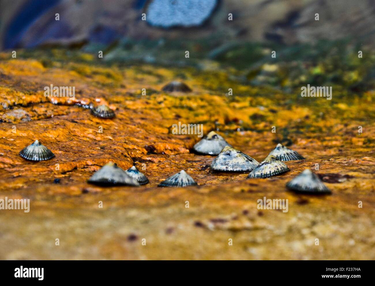 Sea shells on the rock hi-res stock photography and images - Alamy