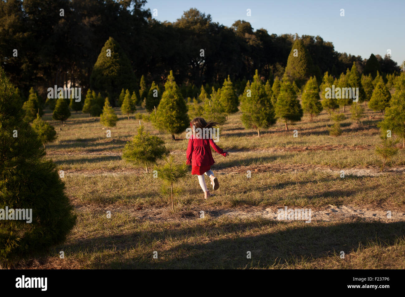A girl running through a tree farm Stock Photo - Alamy