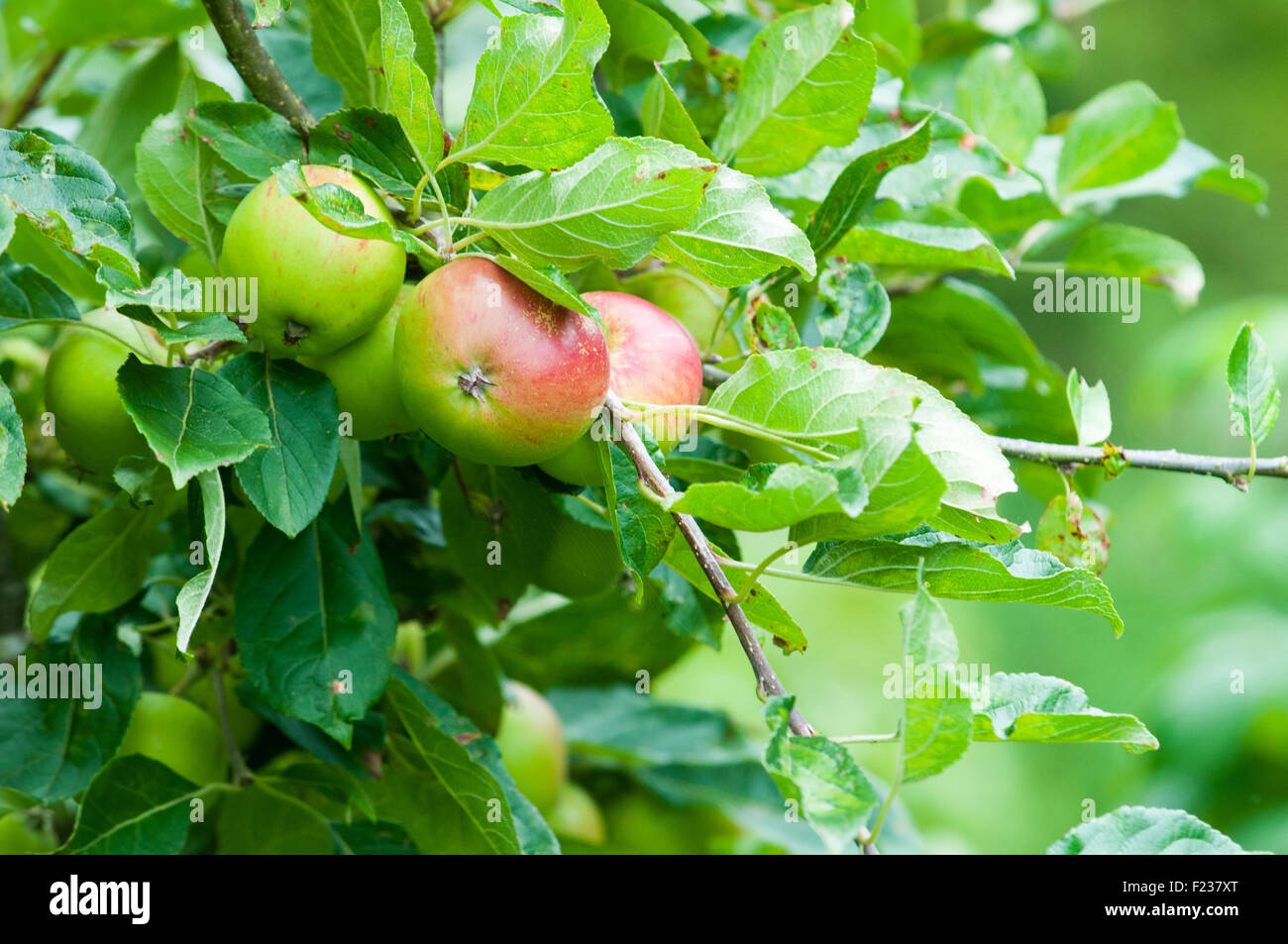 Ripe apples growing on a tree Stock Photo - Alamy