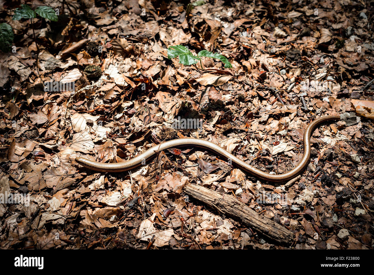 Blind snakes hi-res stock photography and images - Alamy