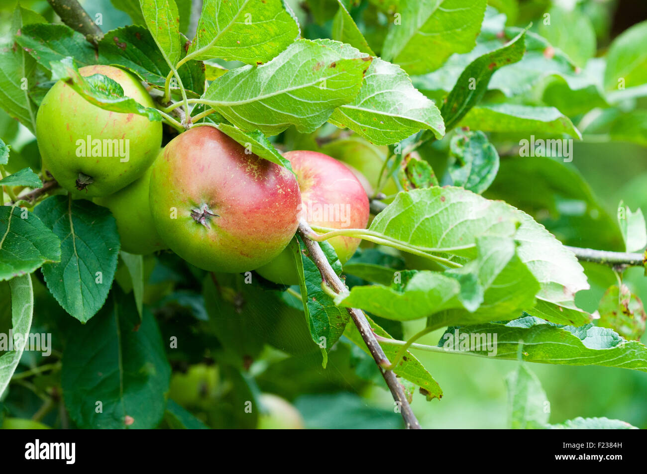 apple growing on a branch Stock Photo - Alamy