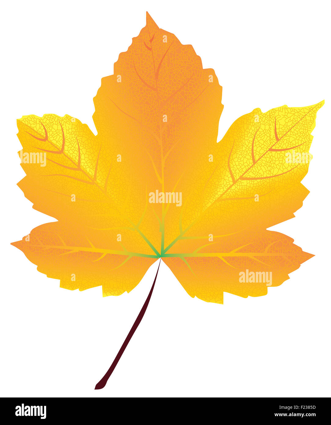Realistic yellow maple leaf isolated on white background Stock Photo ...