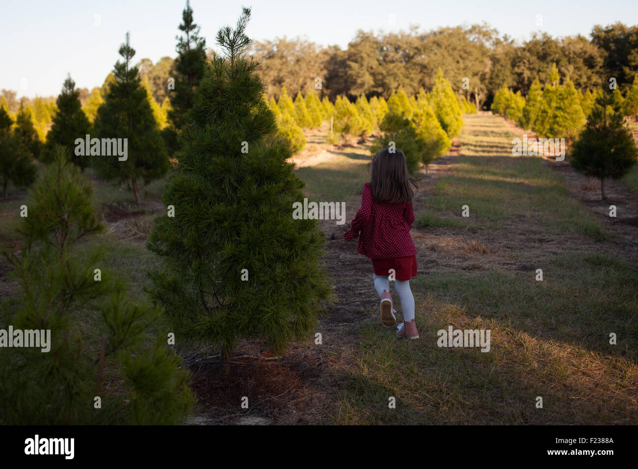 A young girl running through a Christmas tree farm Stock Photo - Alamy