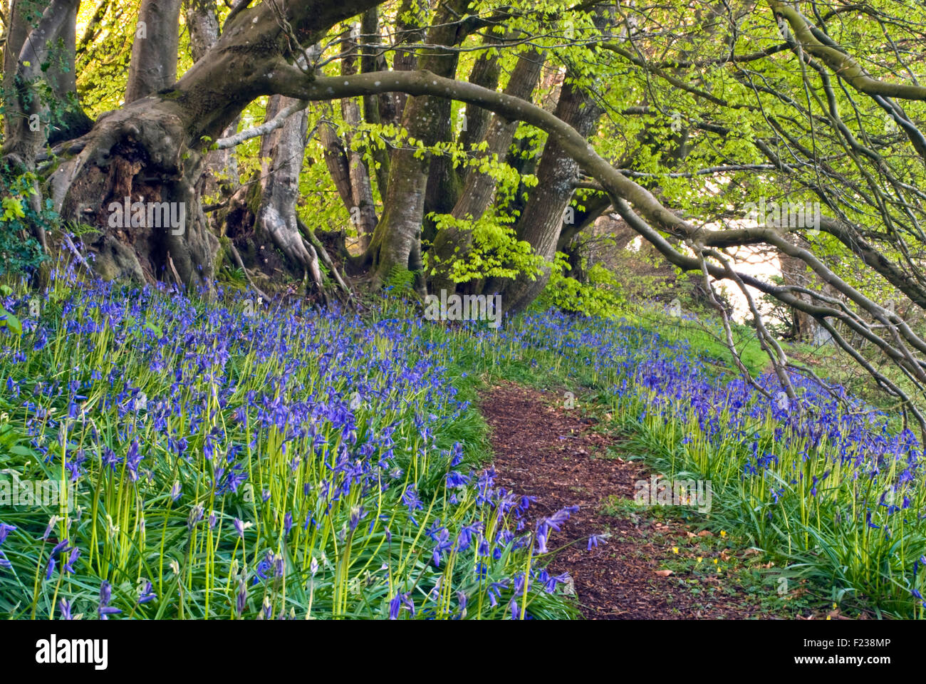 Bluebells in flower at Coney's Castle near Marshwood in Dorset, England ...