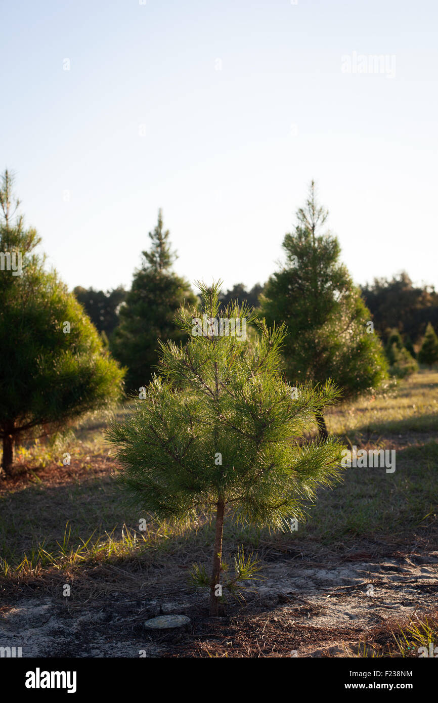 Small Christmas tree on farm Stock Photo - Alamy