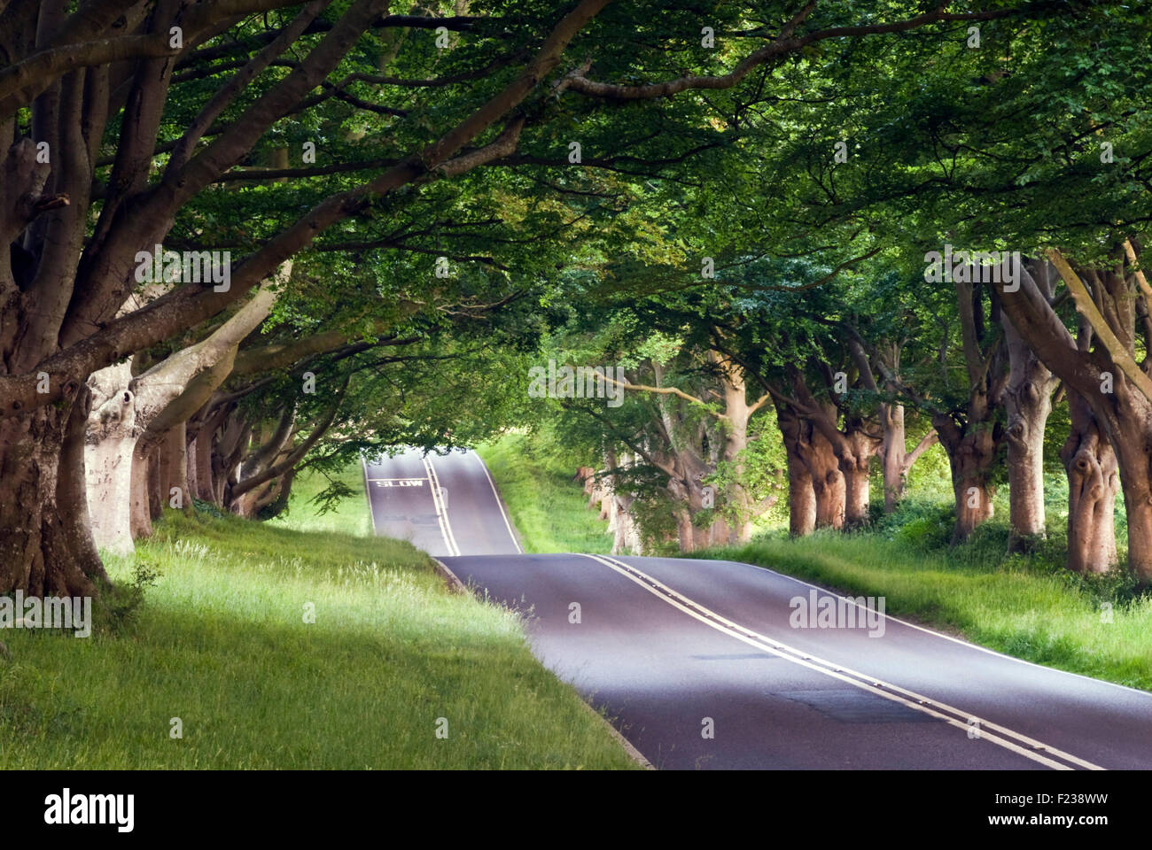Beach tree avenue along the B3082 public road at Badbury Rings near ...