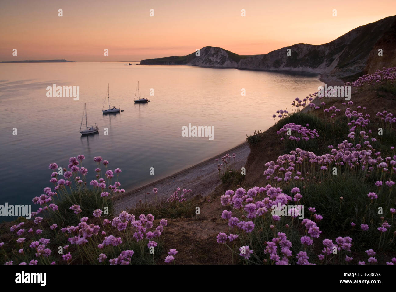 Thrift flowering at Worbarrow Bay in the Lulworth Army Range on the ...