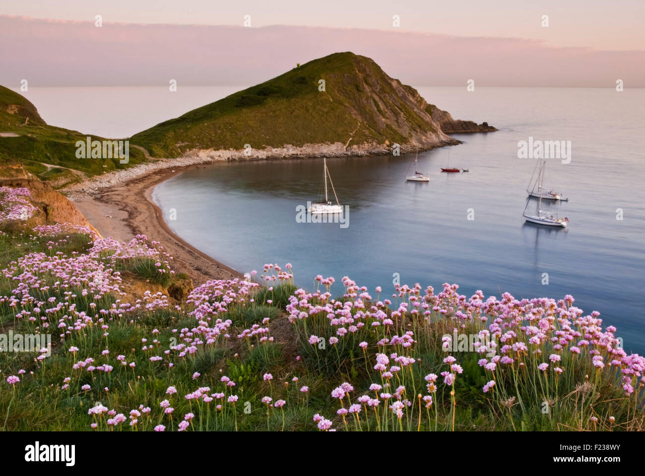 Thrift flowering at Worbarrow Bay in the Lulworth Army Range on the ...