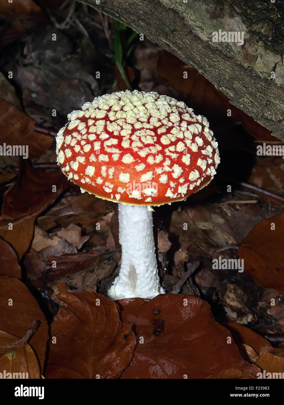 Mushroom fly agaric or fly amanita. Scientific name: Amanita muscaria A ...