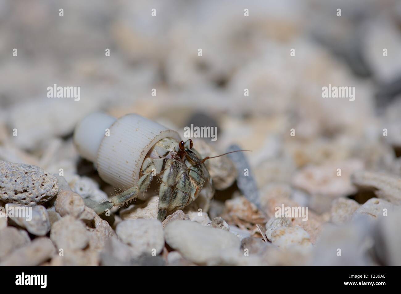 Wrinkled Land Hermit Crab carrying a plastic cap Stock Photo - Alamy