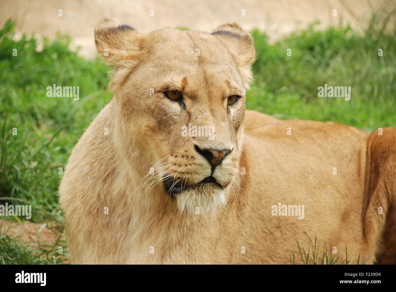 Lioness sitting hi-res stock photography and images - Alamy
