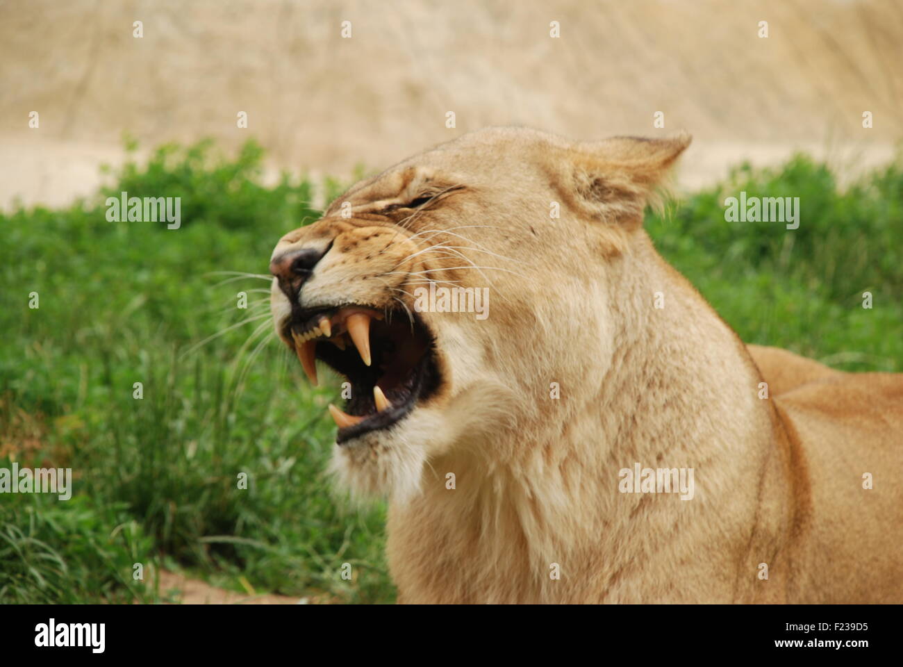 Lioness sitting in zoo Stock Photo - Alamy