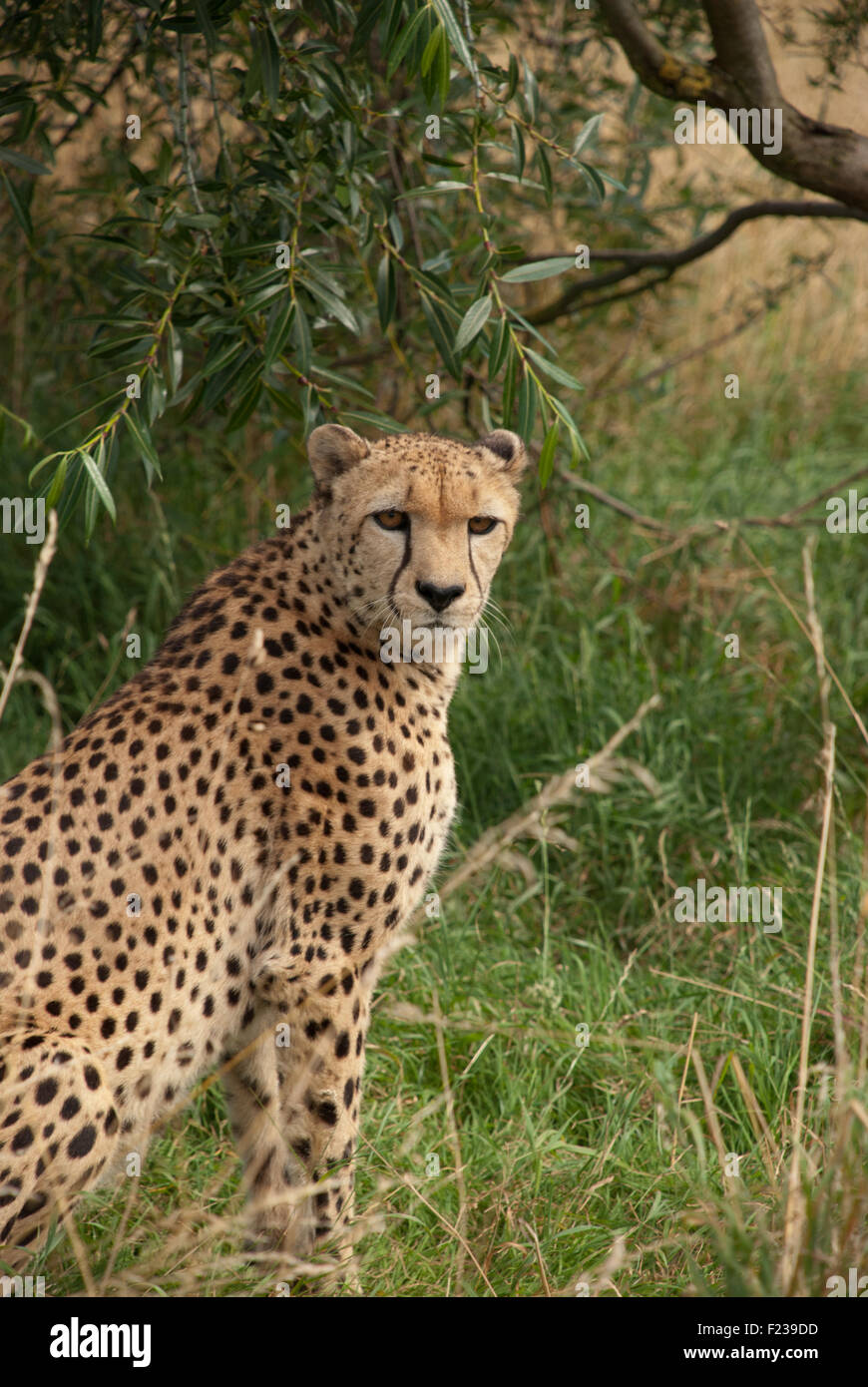 Cheetah in zoo Stock Photo - Alamy