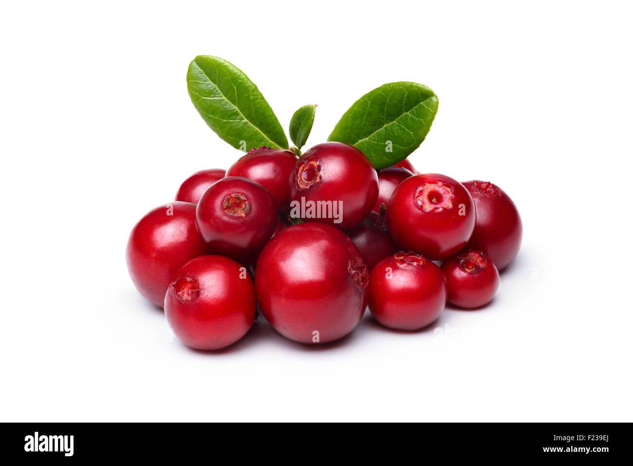 Wild Cowberry (foxberry,lingonberry) with leaves isolated on white ...