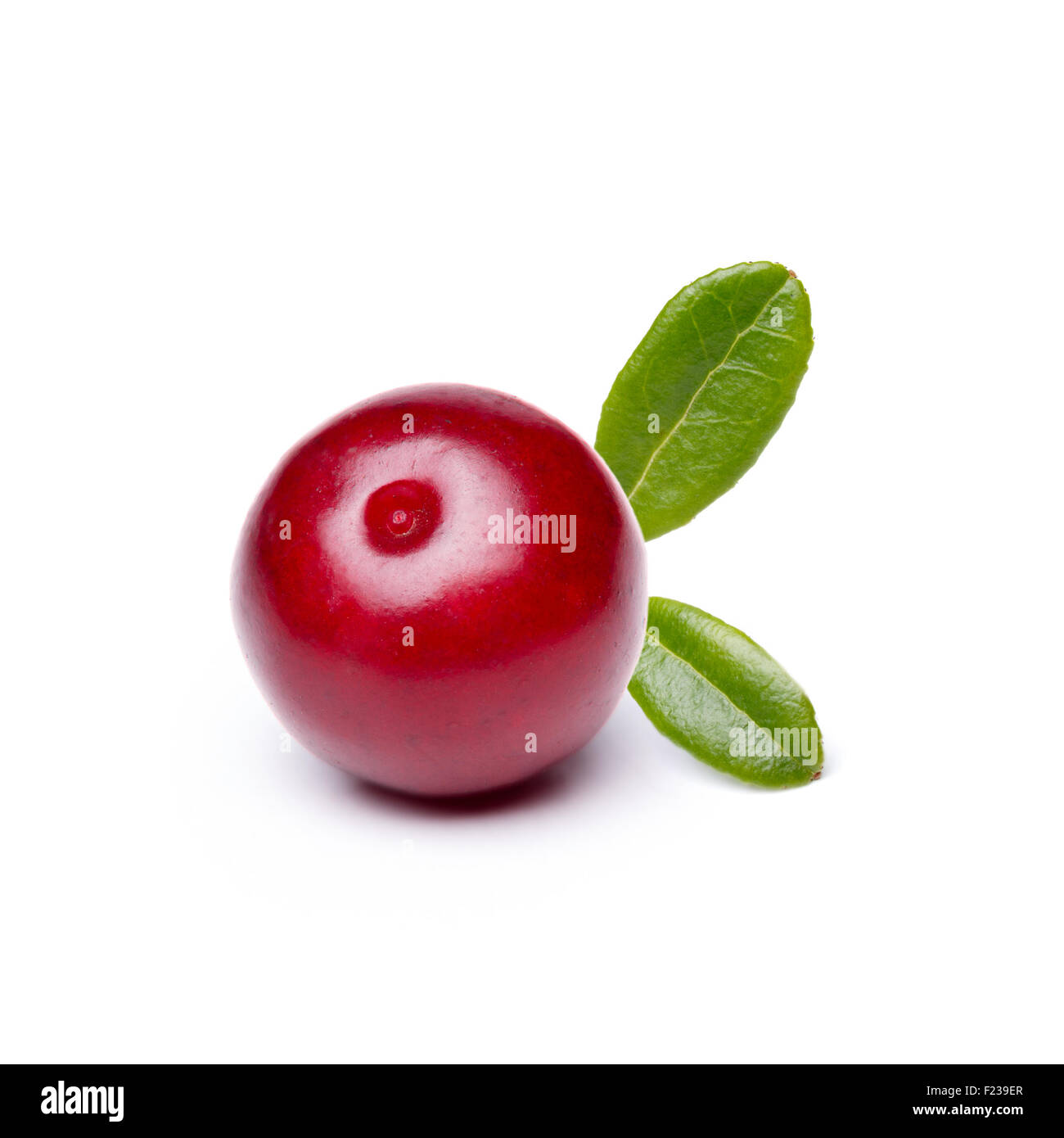 Wild Cowberry (foxberry,lingonberry) with leaves isolated on white ...