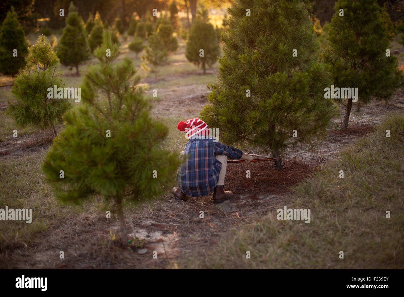A boy cutting a Christmas tree with a hand saw on a tree farm Stock ...