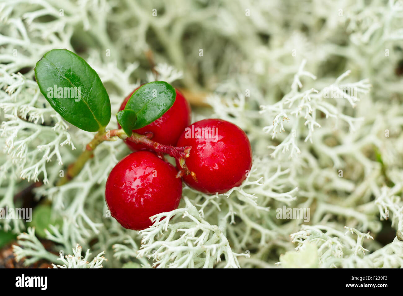 Foxberry hi-res stock photography and images - Alamy