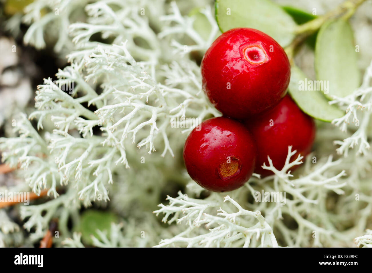 Wild Cowberry (foxberry,lingonberry) in natural environment. Selective ...