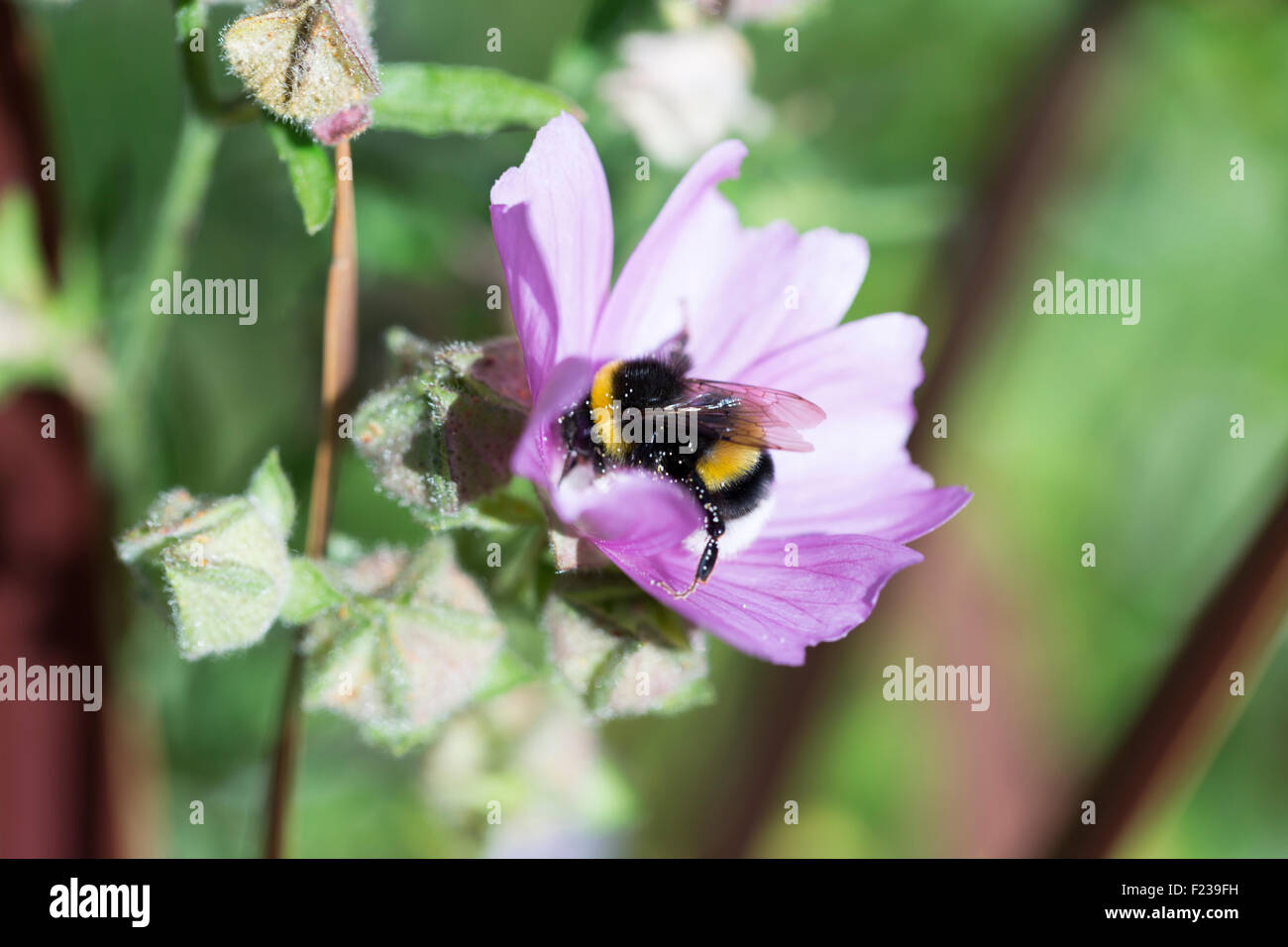 Bumblebee Covered in Pollen Gathering Nectar Stock Photo - Alamy