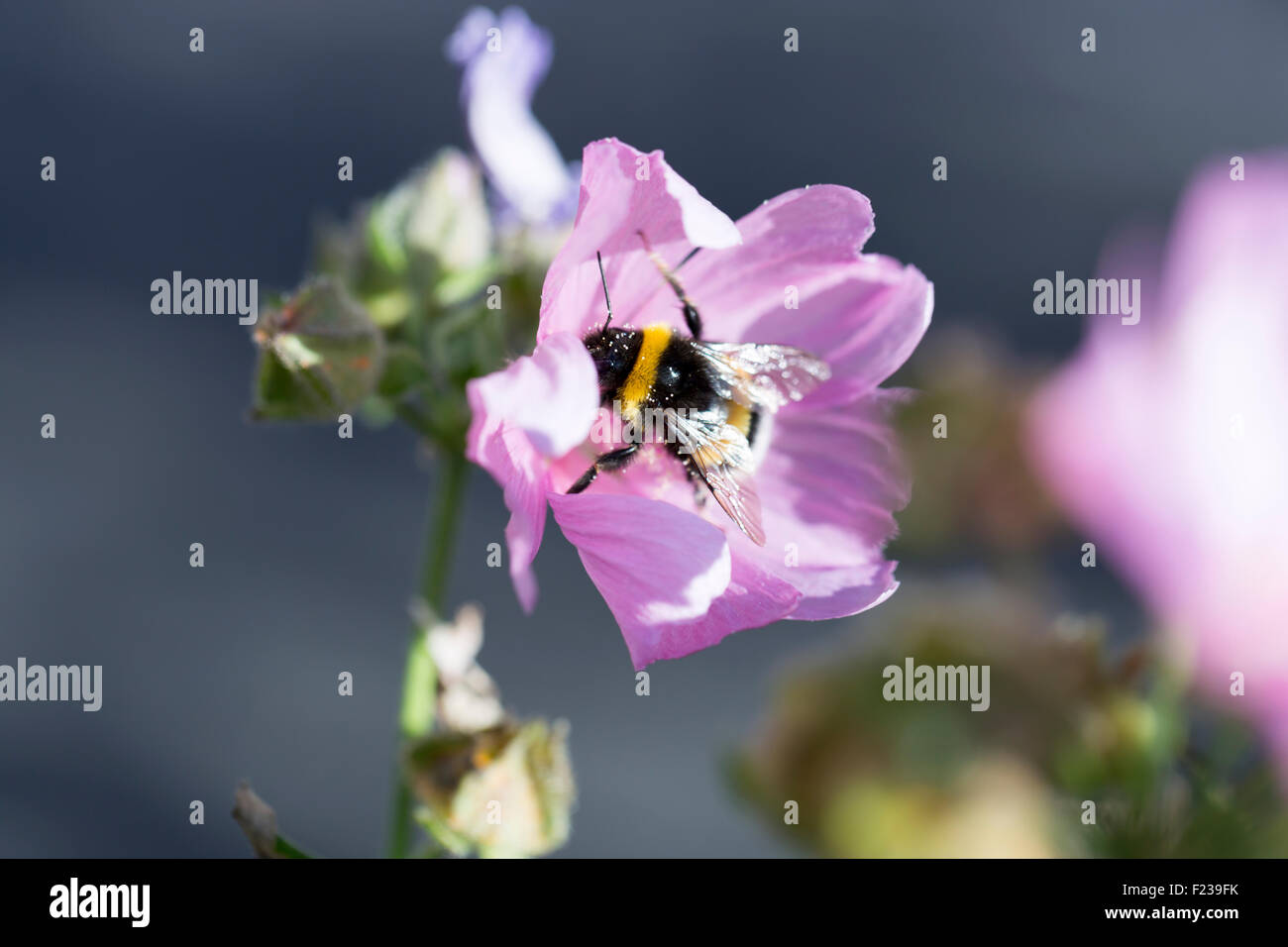 Bumblebee Covered in Pollen Gathering Nectar Stock Photo - Alamy