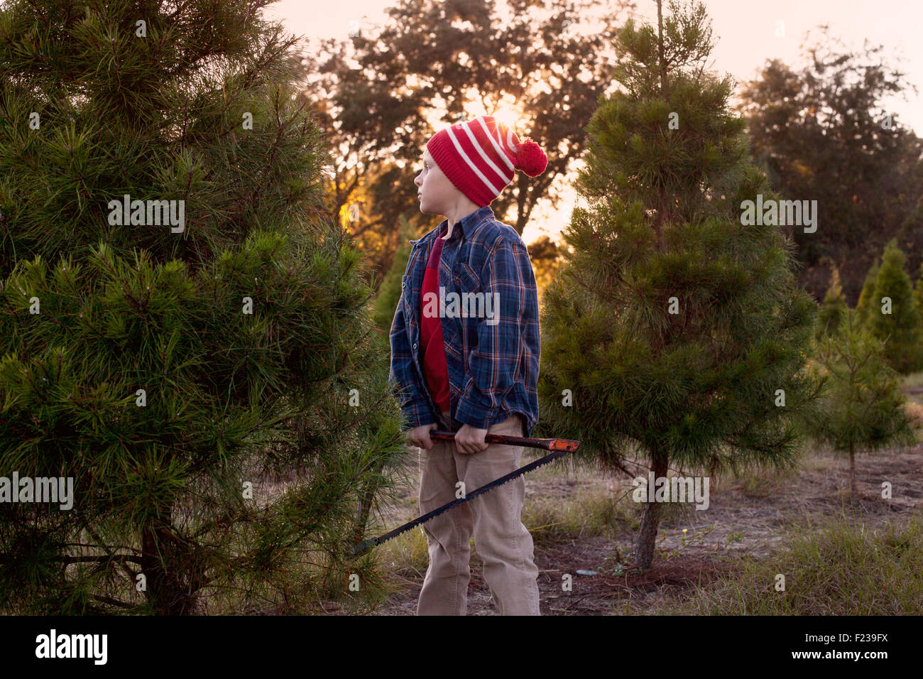 Boy standing in Christmas tree farm with hand saw Stock Photo - Alamy