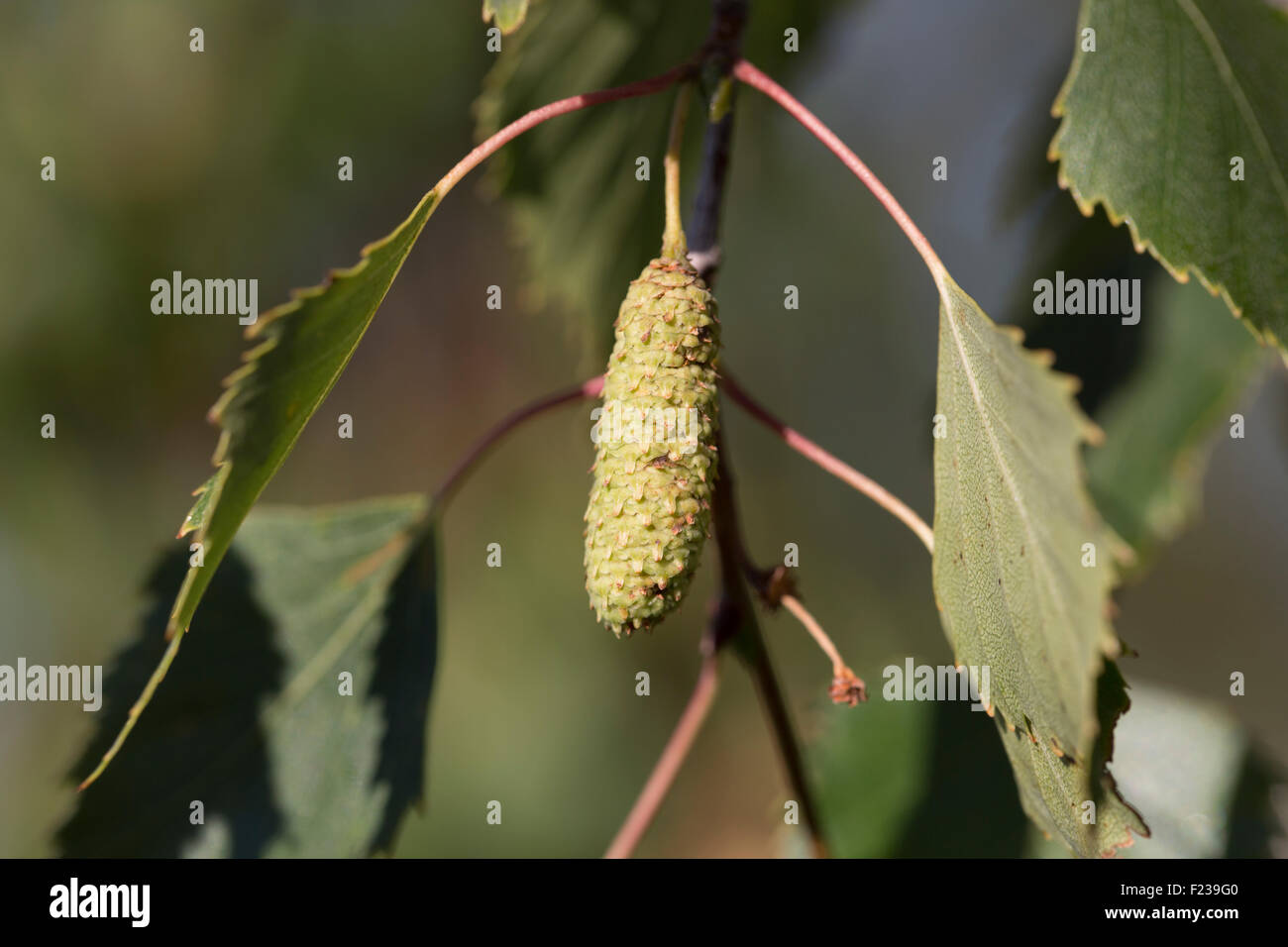 Birch Tree Seed Pod Stock Photo - Alamy