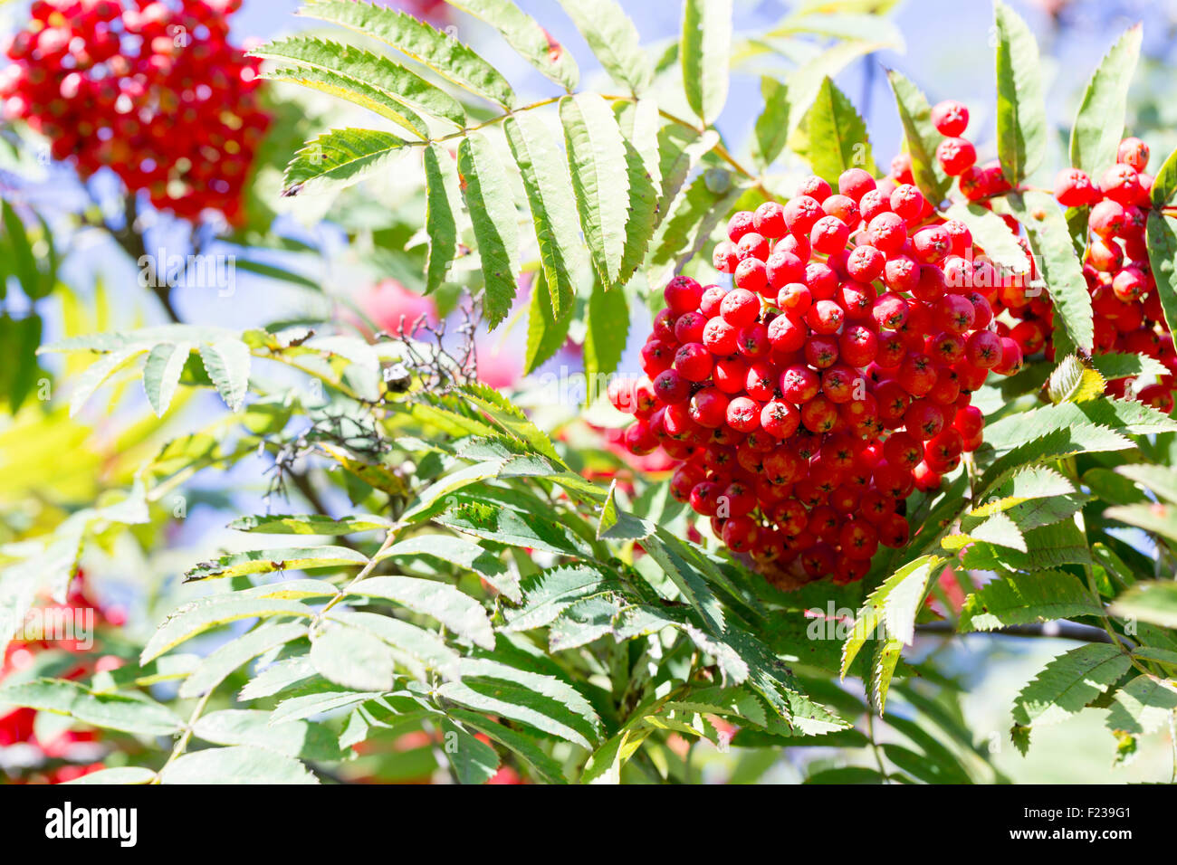 Rowan Fruit in Tree Close up Stock Photo - Alamy