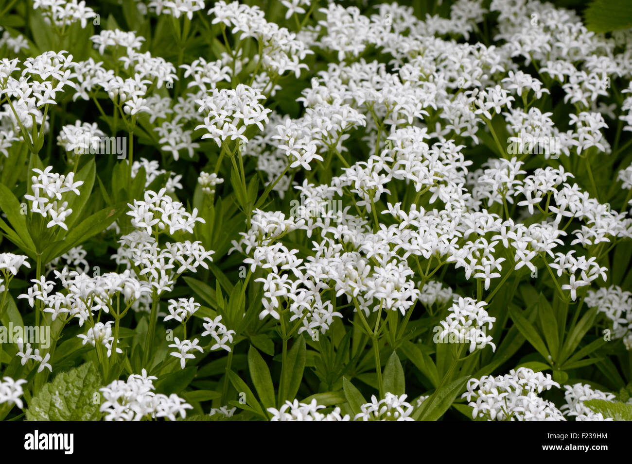 Sweet Woodruff - Galium odoratum Stock Photo - Alamy