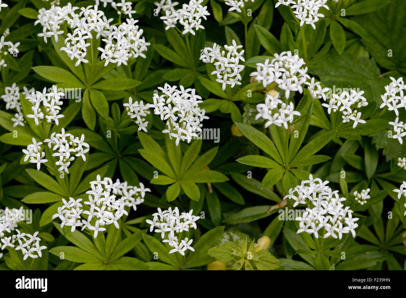 Sweet Woodruff - Galium odoratum Stock Photo - Alamy