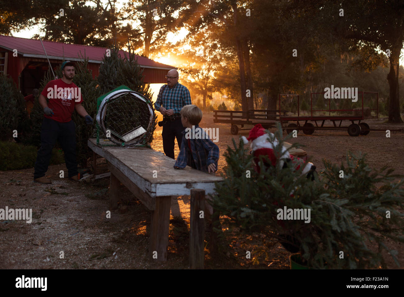 boy and father at a christmas tree farm Stock Photo - Alamy