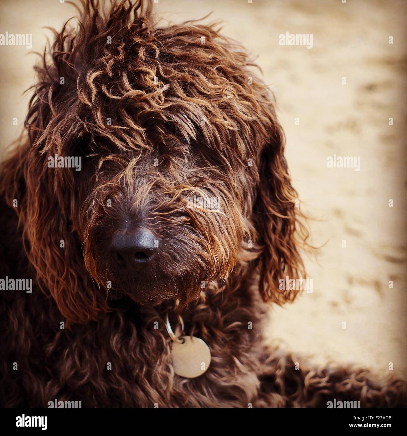Labradoodle on Beach Stock Photo - Alamy