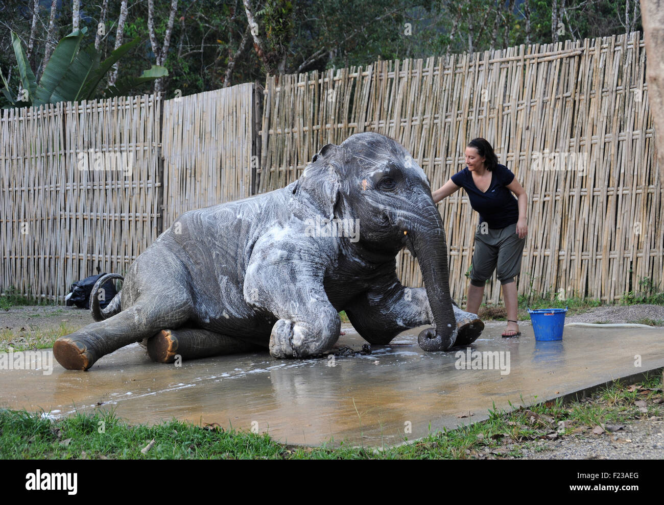 Washing an elephant hi-res stock photography and images - Alamy