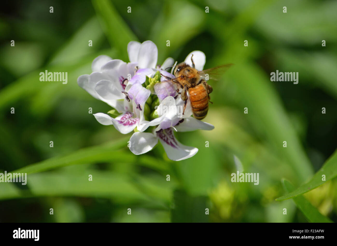 Honey bee flying on a flower Stock Photo - Alamy