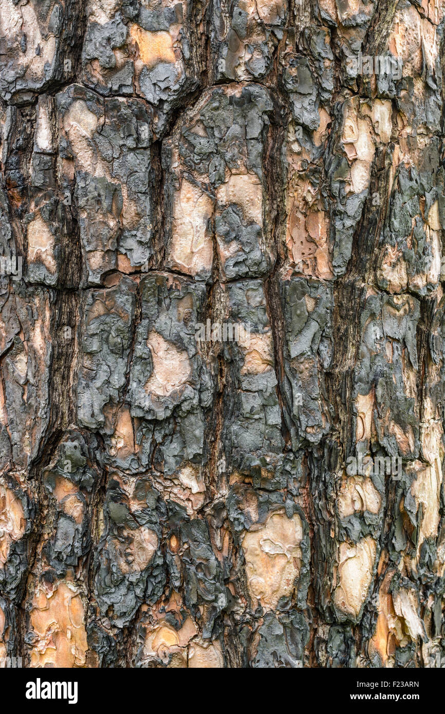 Closeup detail and texture a burnt bark Stock Photo - Alamy