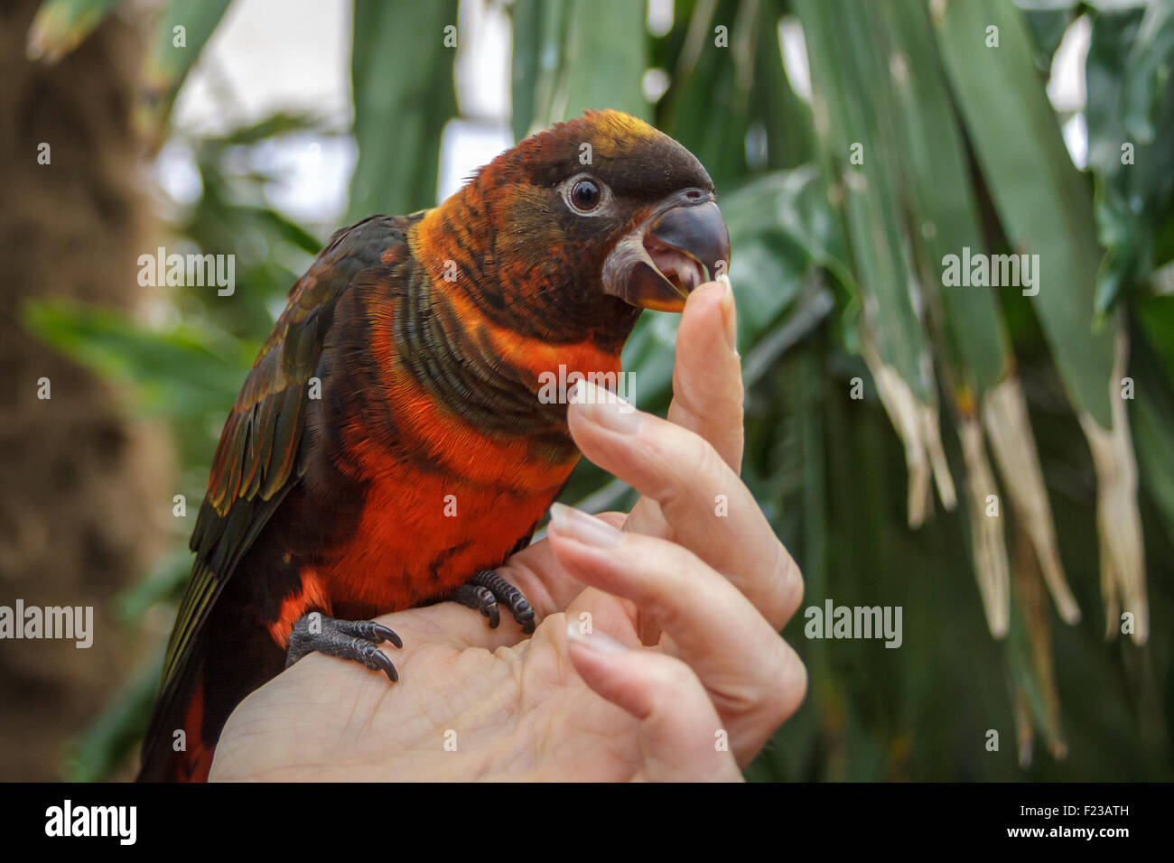 Dusky fingers hi-res stock photography and images - Alamy
