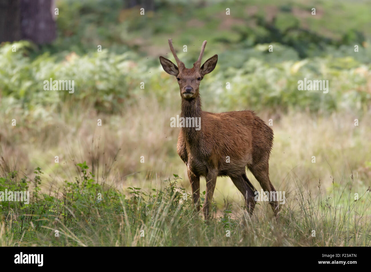 A young Red Deer stag looking straight forward Stock Photo - Alamy