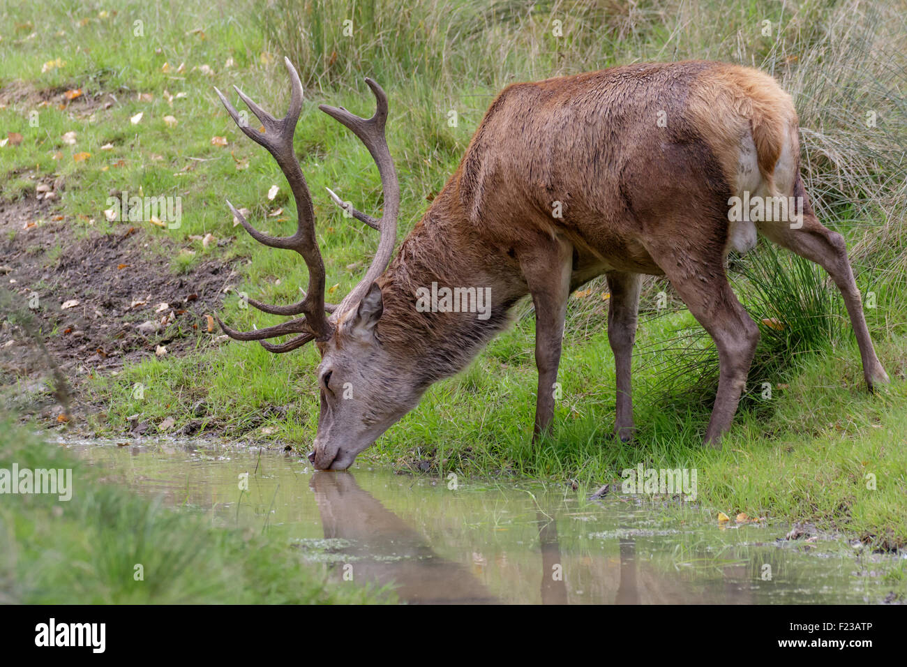 A Red Deer stag takes a drink from a woodland pool Stock Photo - Alamy