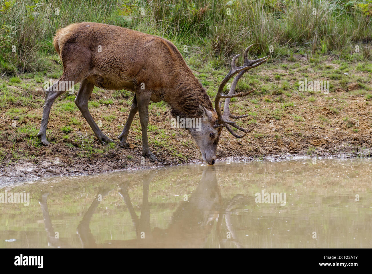 Deer drinking water hi-res stock photography and images - Alamy