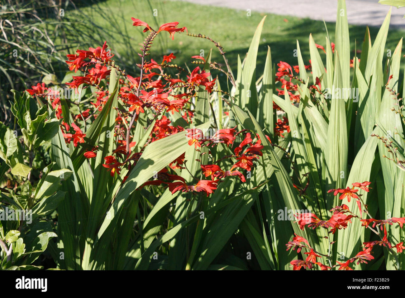 Red lucifer plant hi-res stock photography and images - Alamy